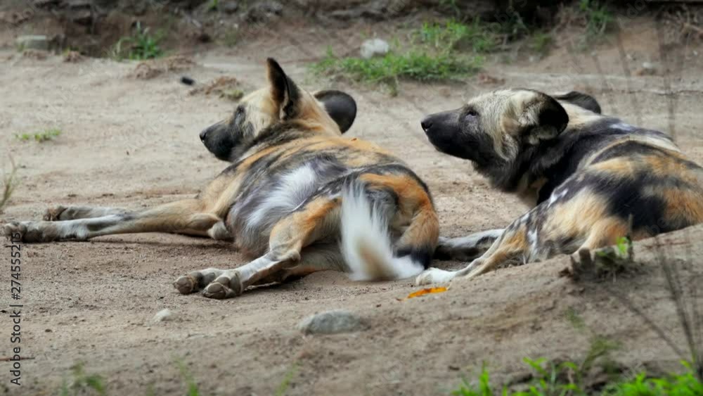 This video shows two sleeping African wild dogs that are startled and ...