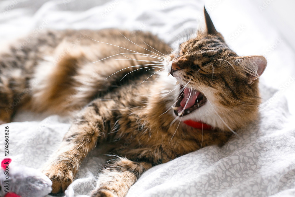 Kat Yawning