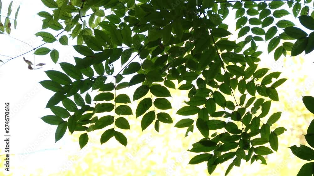 Koelreuteria bipinnata, also known as Chinese flame tree, Chinese ...