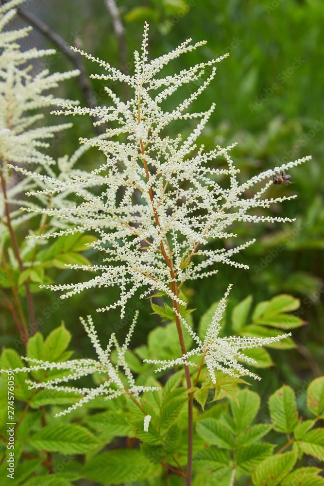 Forest goat beard; Aruncus dioicus. White fluffy plant growing outdoors ...