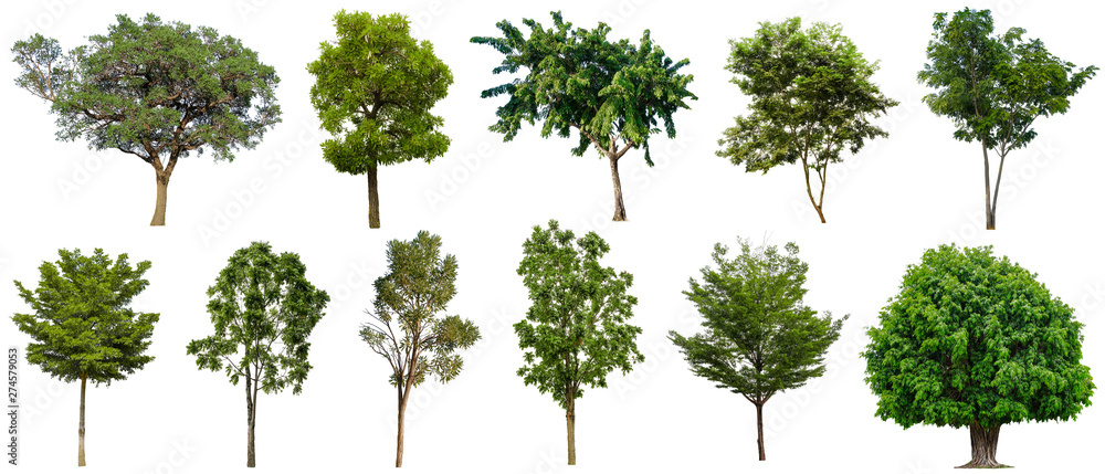 Set beautiful trees isolated on white background, Suitable for use in ...