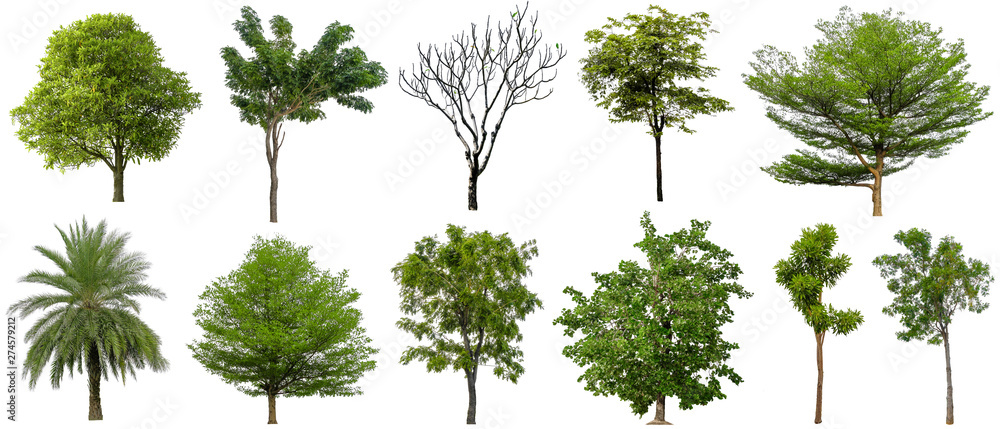 Set of beautiful trees Isolated on white background , Suitable for use ...