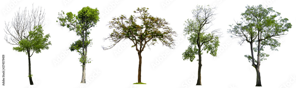 Set beautiful trees isolated on white background, Suitable for use in ...