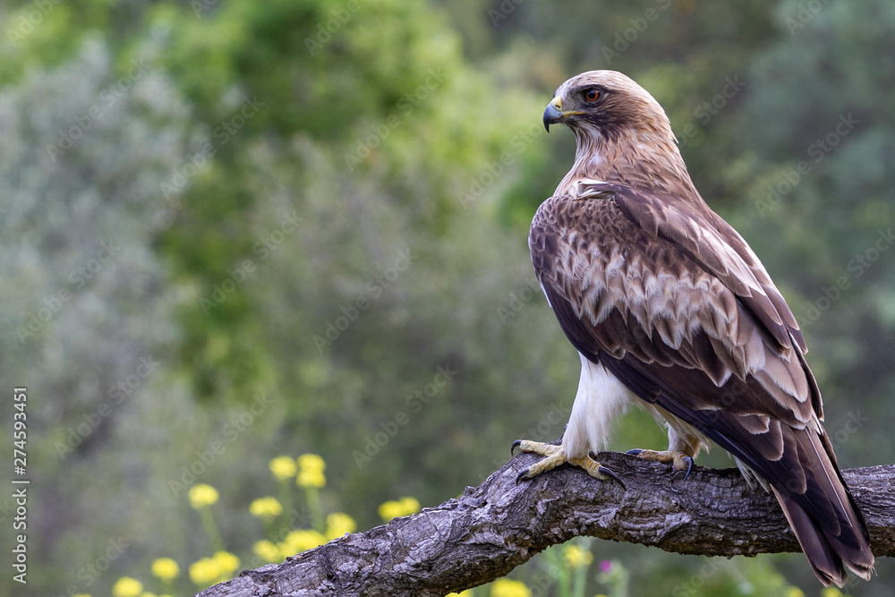 Booted Eagle Hieraaetus pennatus in the nature, Spain Stock Photo ...