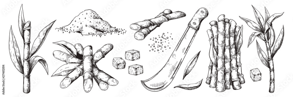 Hand drawn sugar cane. Sketch leaves and canes, natural organic sugar ...