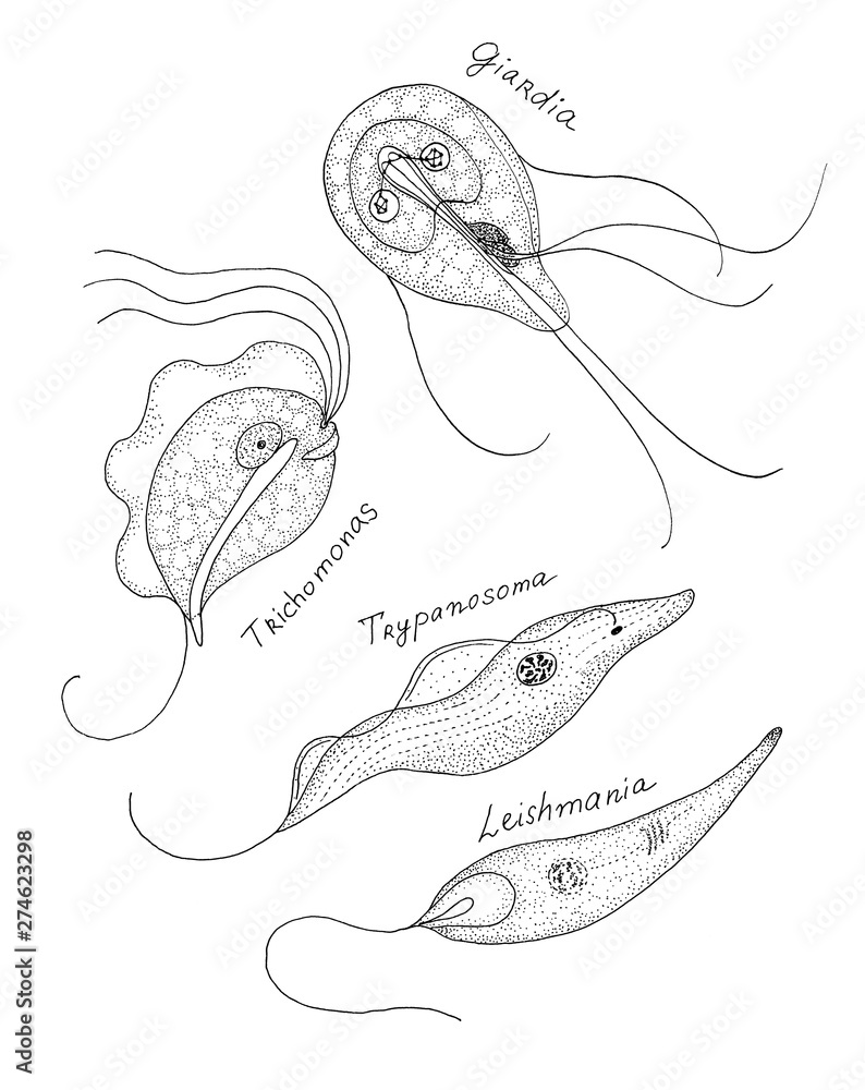 Human parasites. Black and white hand drawn illustration. Stock ...