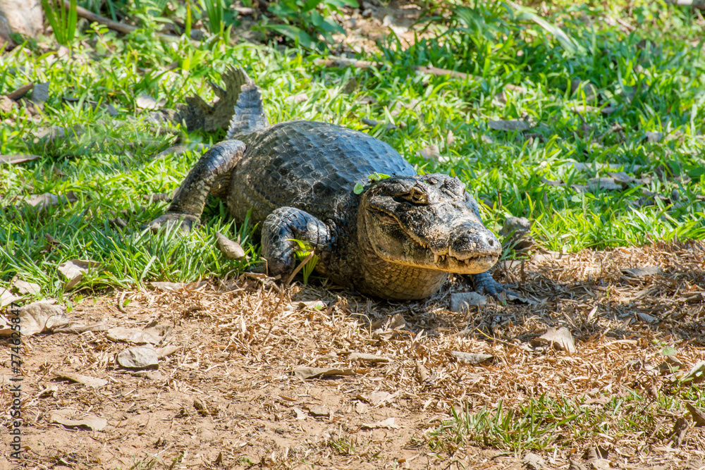 Jacare pantaneiro ágil vivendo na natureza Stock Photo | Adobe Stock