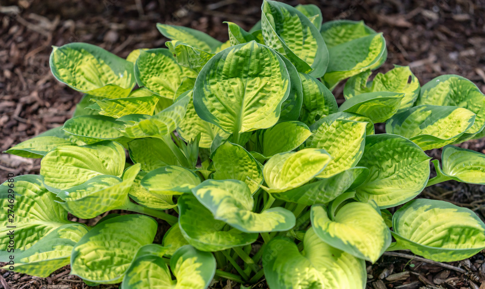 Colorful yellow and green hosta leaves with wrinkled surface. Leafy ...