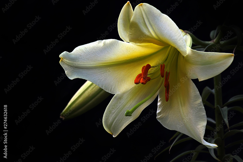 The concept of mourning. White lily flower on a dark background. We ...