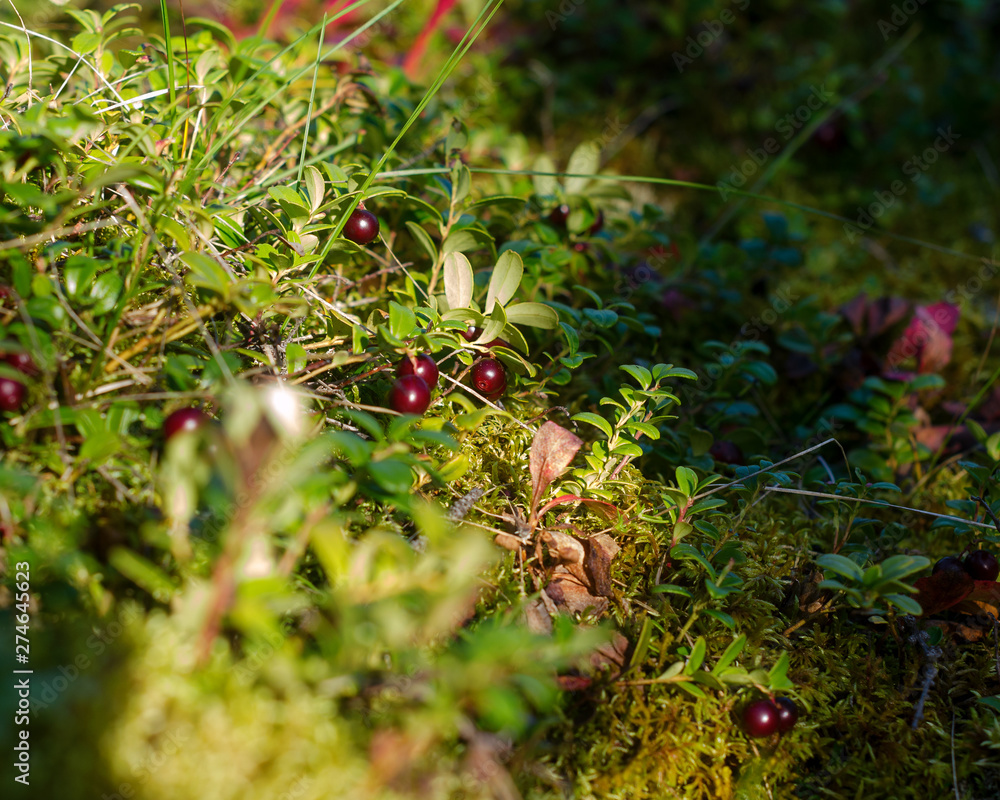 Half-lit by sunlight, red cranberries grow on a green hill in the grass ...