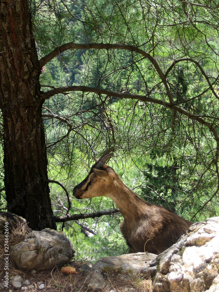 Zoo kri kri in samaria george in kreta island background wallpaper fine ...