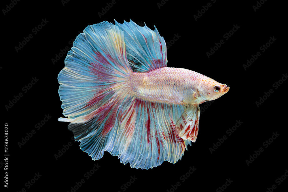 Red And White Betta Fish
