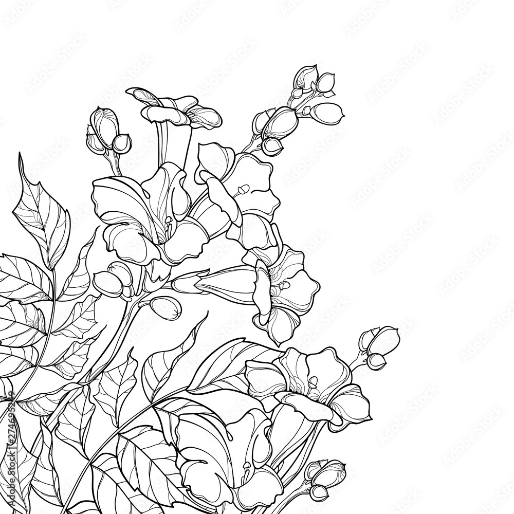 Corner Flower Vines