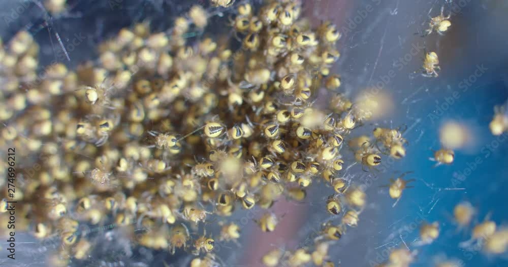 Close up detail of clump of orb spiders nest suspended in the air Stock ...