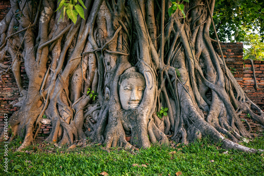 Buddha head in fig tree at Wat Mahathat, Ayutthaya historical park ...