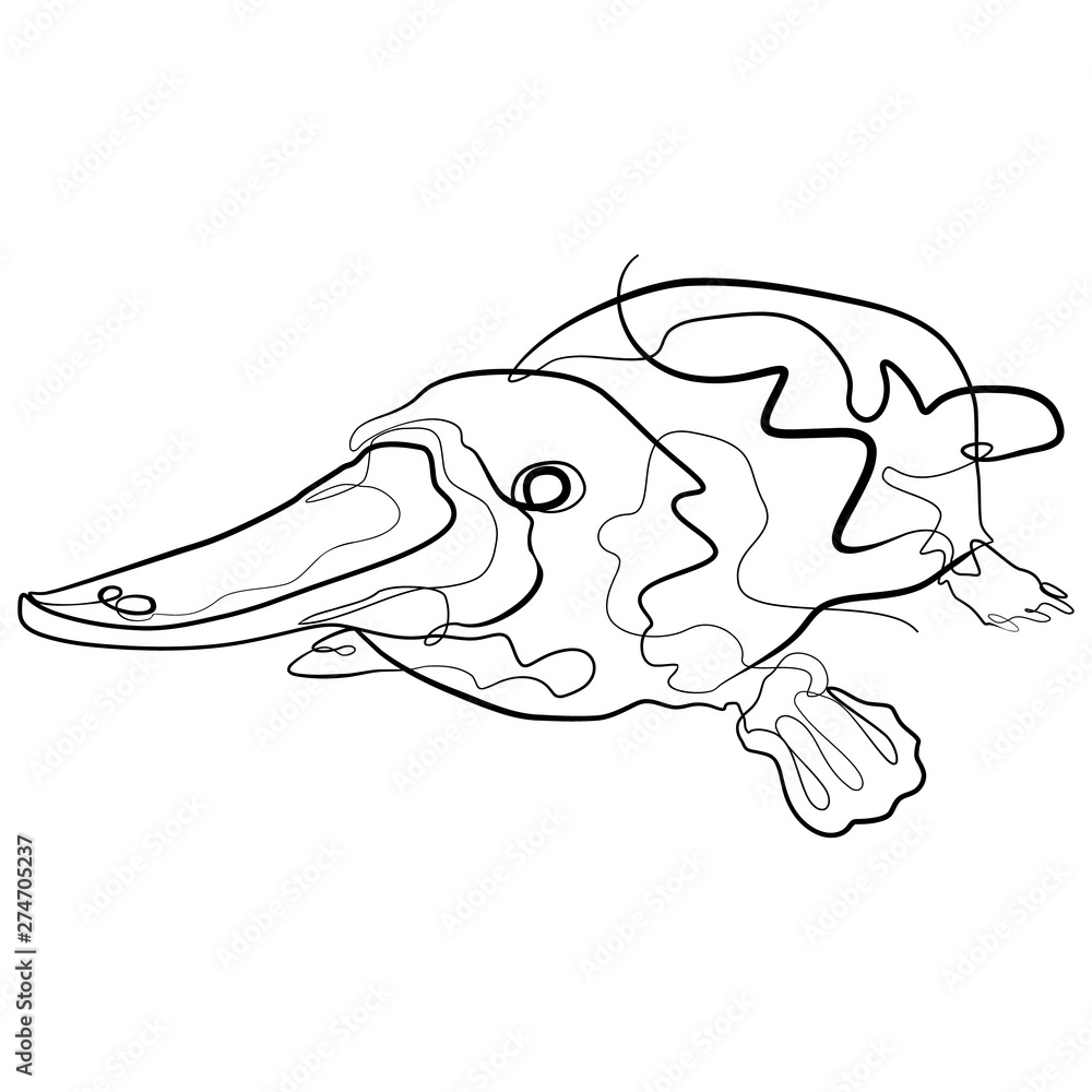 Platypus one line drawing. Continuous line Animal Vector Art Stock ...