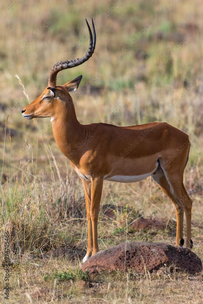 African Impala