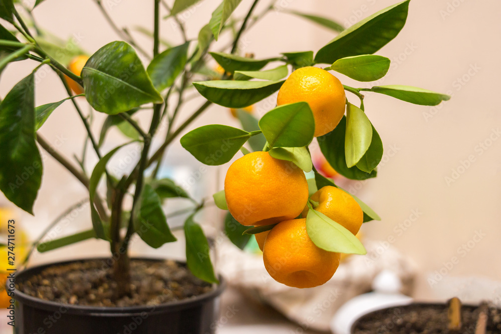 Indoor Orange Tree