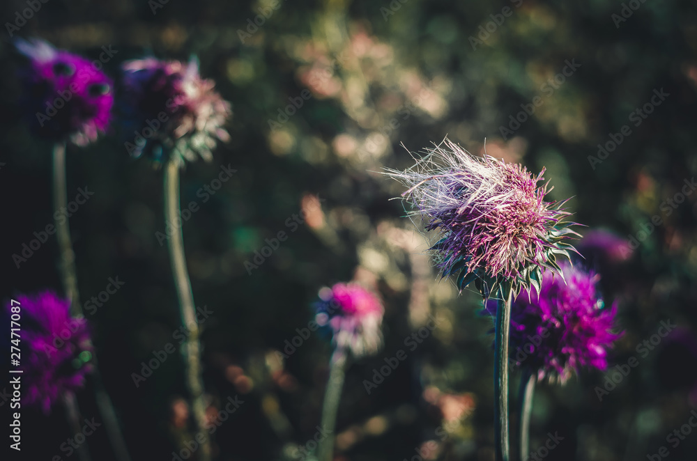 Frozen wind in the flower of a thistle (Carduus). Summer sunrise in a ...