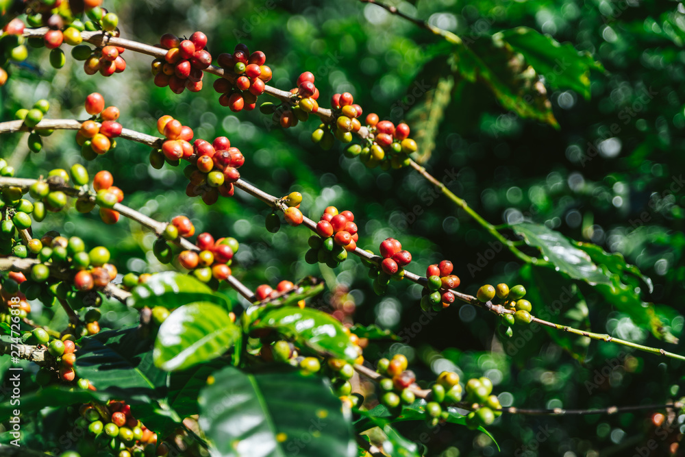 Foto de Green and Red Arabica coffee berries from coffee tree in the ...