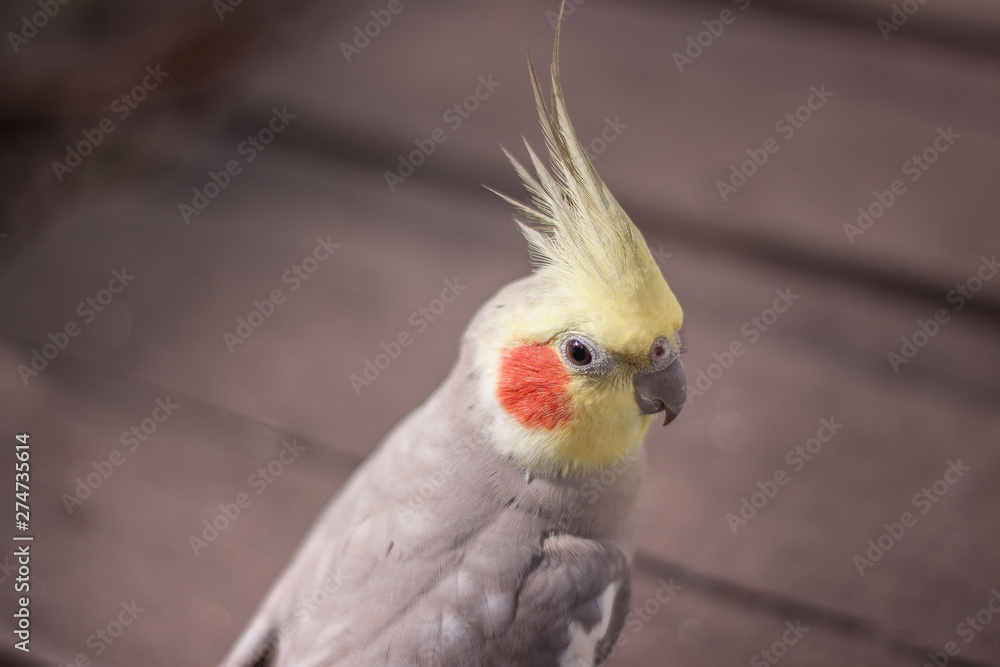 cockatiel calopsita bird passaro Stock Photo | Adobe Stock