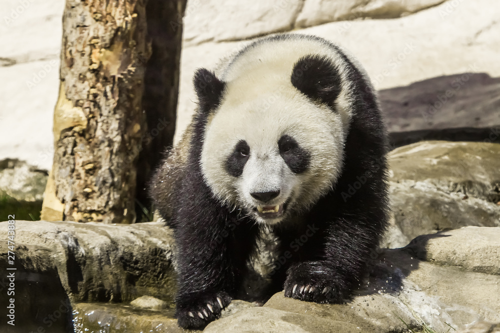 Panda Bear Sitting Forward