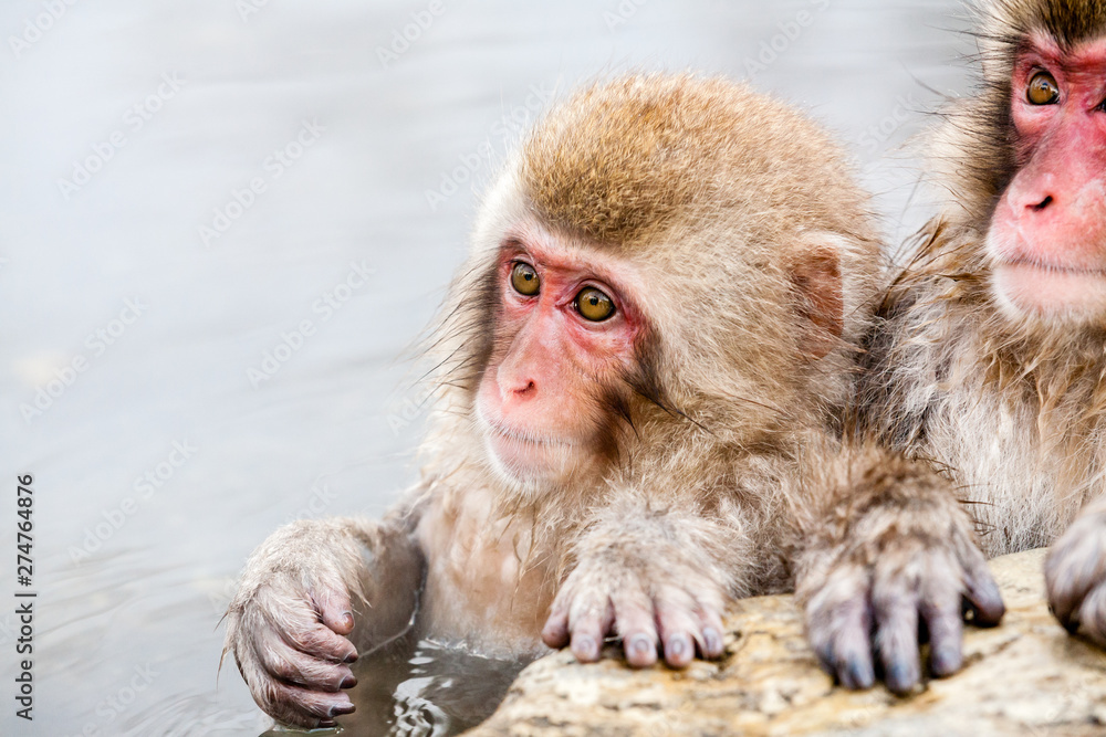 Cute Japanese macaque sitting in a hot spring. Snow monkey (Macaca ...