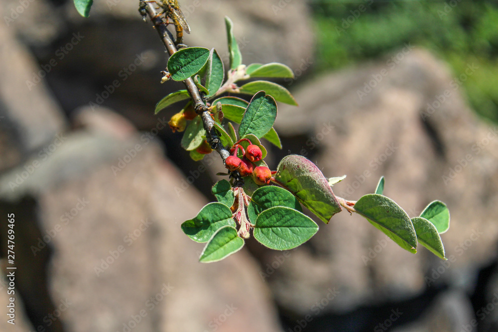 Branch with flower buds Cotoneaster integerrimus, 'Common cotoneaster ...
