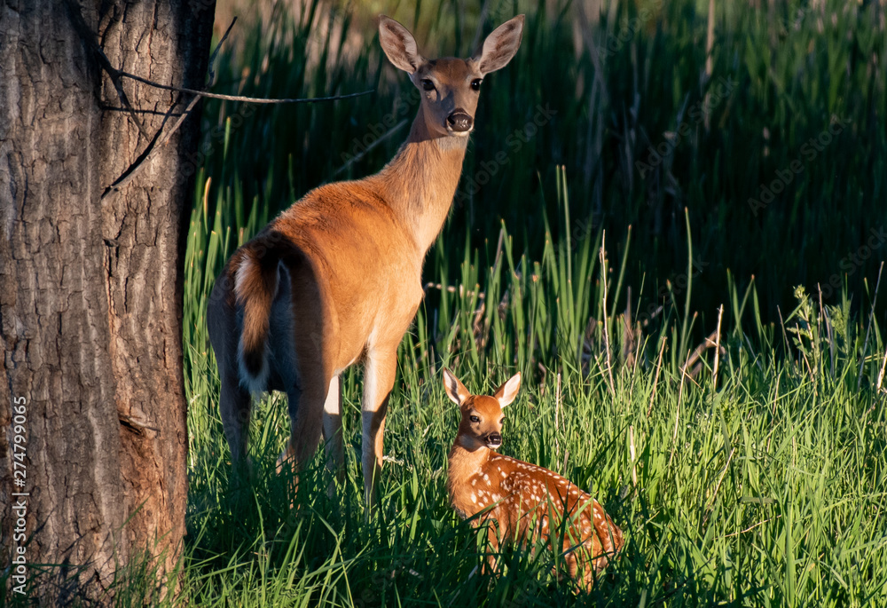 White Tailed Deer Doe