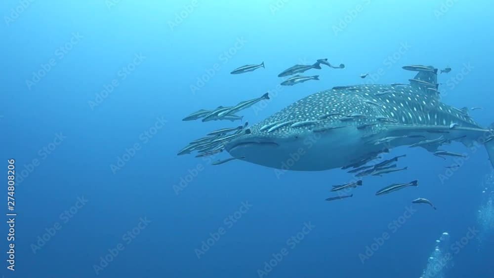 Whale shark with a large community of remoras moves slowly and ...