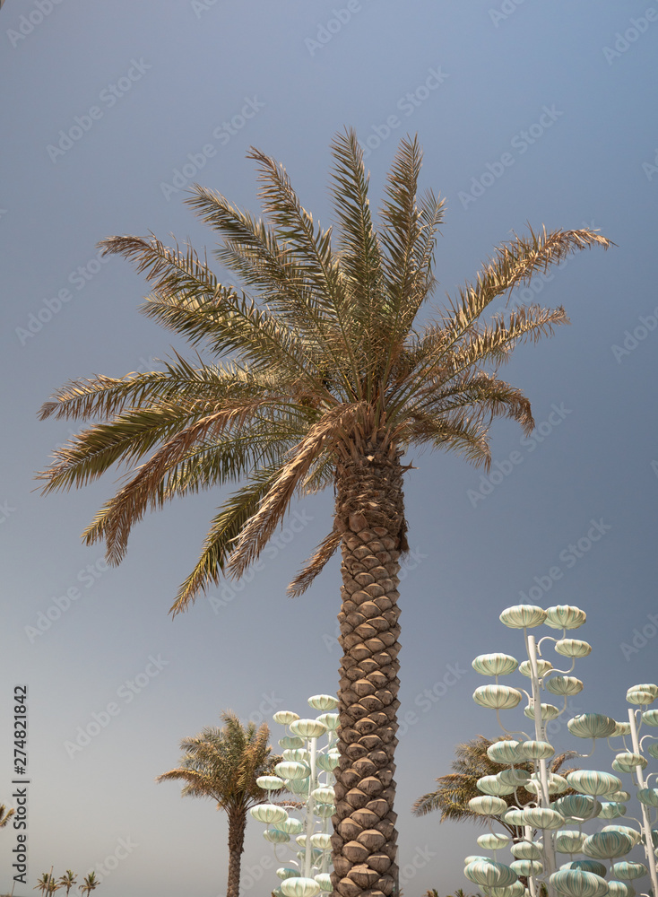 Palm trees in Jeddah Corniche, Western Saudi Arabia Stock Photo | Adobe ...