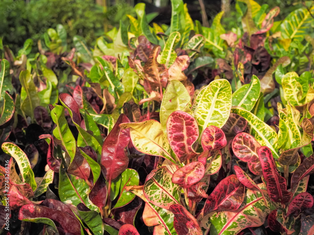Garden croton or variegated croton (Codiaeum variegatum) colorful vivid ...