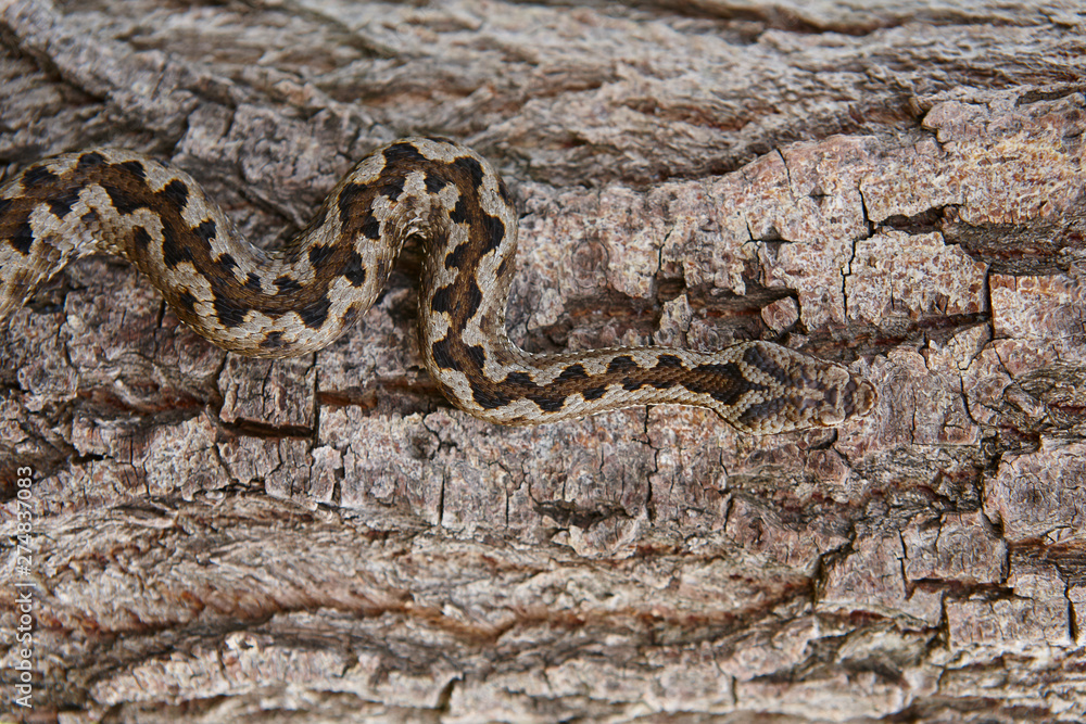 Camouflage Rattlesnake