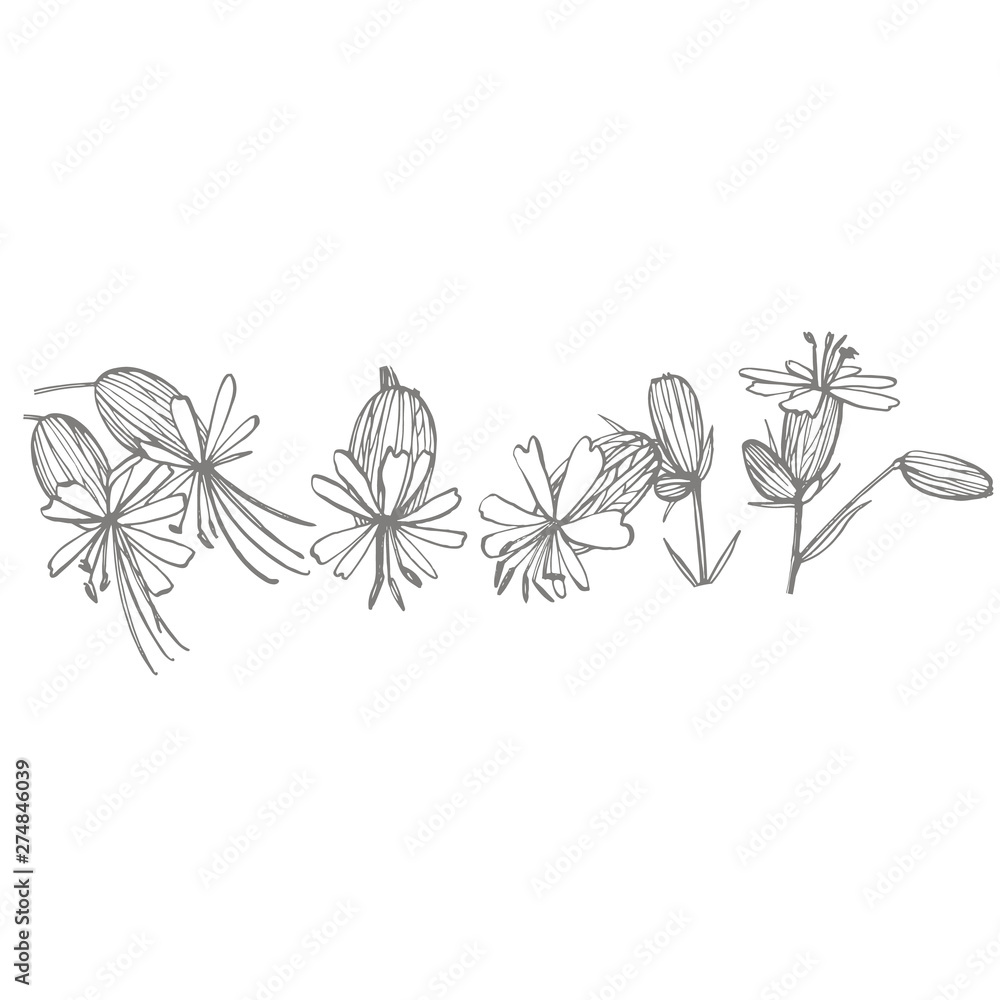 Bladder campion flowers. Set of drawing cornflowers, floral elements ...