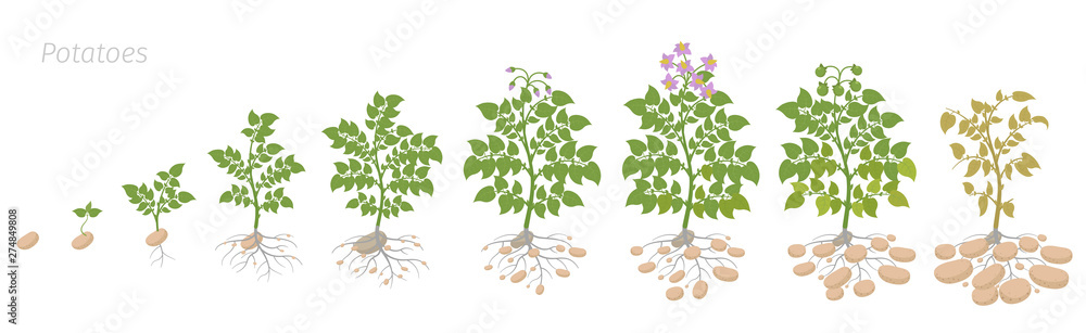 Crop stages of potatoes plant. Growing spud plants. The life cycle ...
