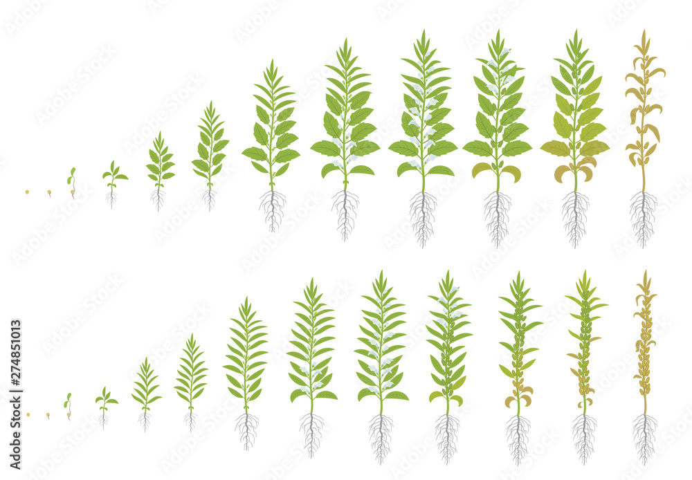 Two kinds of sesame. Crop stages set of Sesame. Growing Sesame plant ...