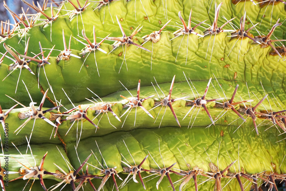 green cactus texture Stock Photo | Adobe Stock