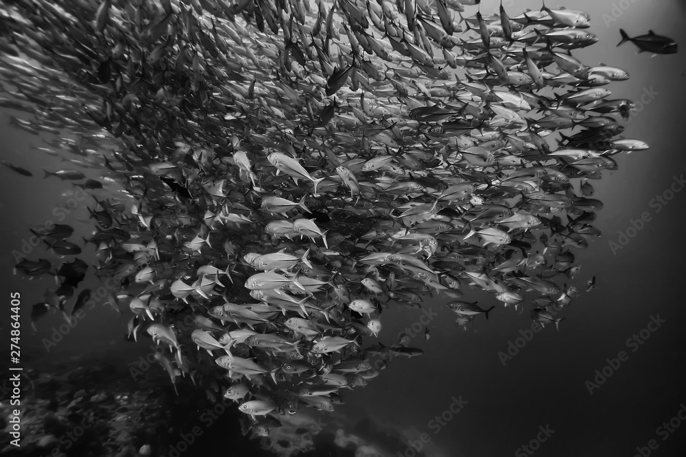 black white fish group / underwater nature poster design Stock Photo ...