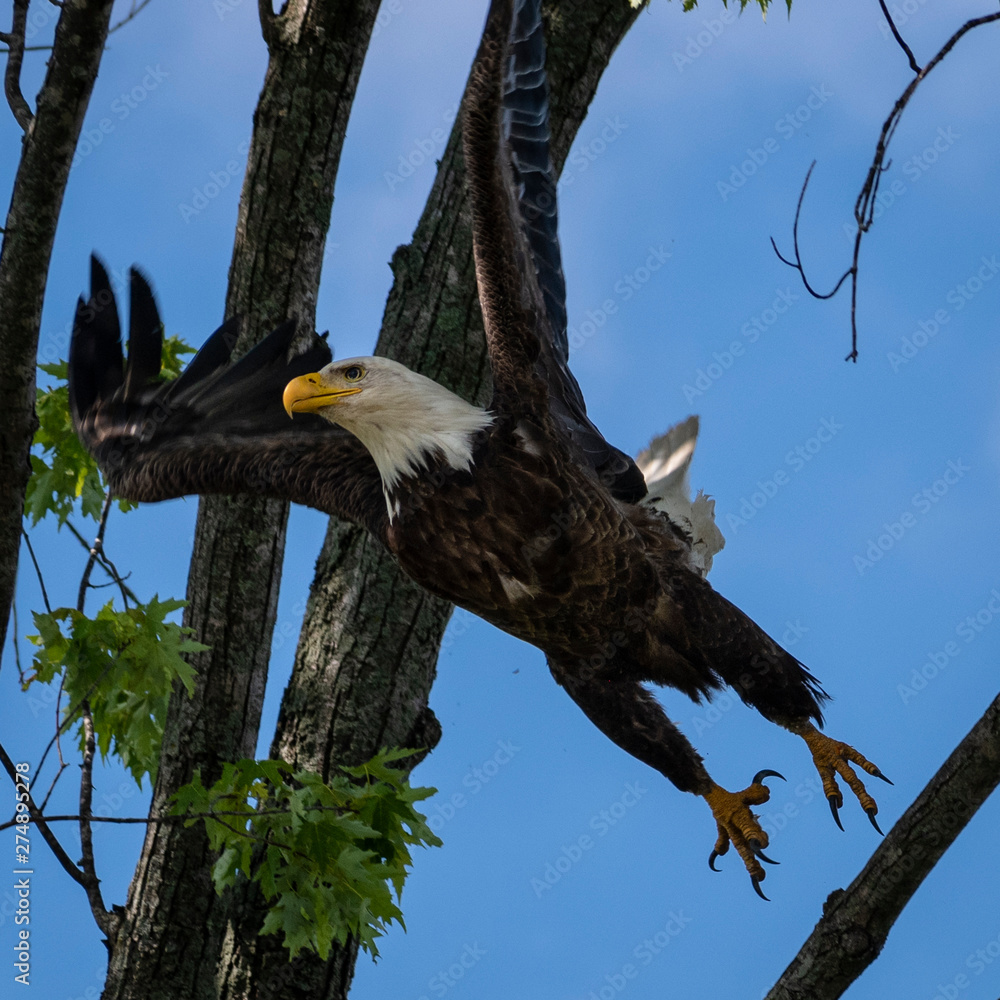 bald eagle taking off for flight Stock Photo | Adobe Stock