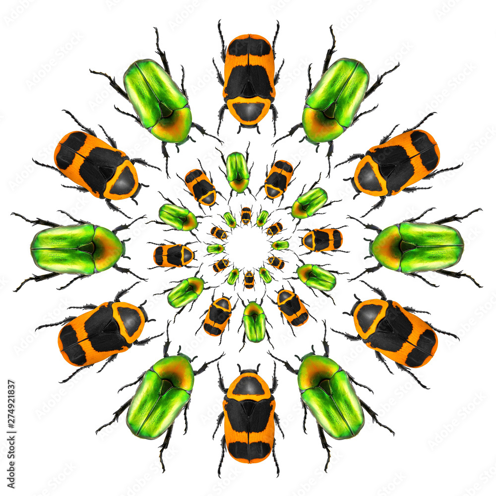 Beetles. Circular design with flower chafers beetles, Pachnoda ...