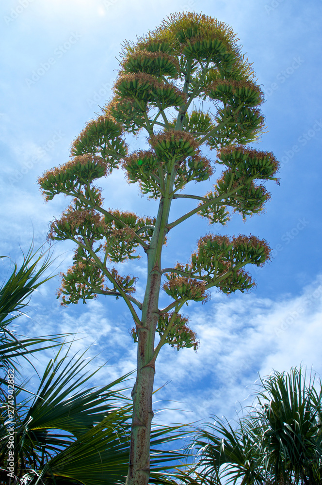 Agave Flower Stalk | Best Flower Site