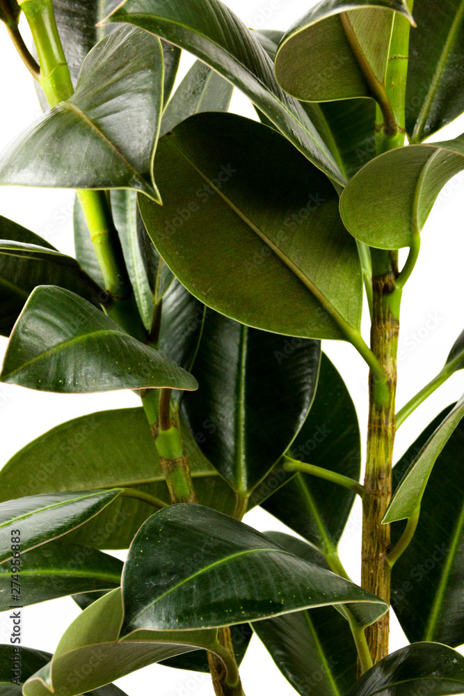 Rubber fig's big smooth green leaf ficus benjamina, ficus elastica ...