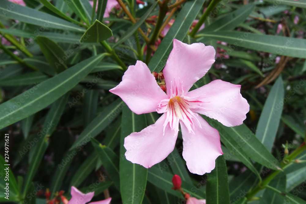 soft pink sweet oleander flower or a bay of roses fragrant oleander ...