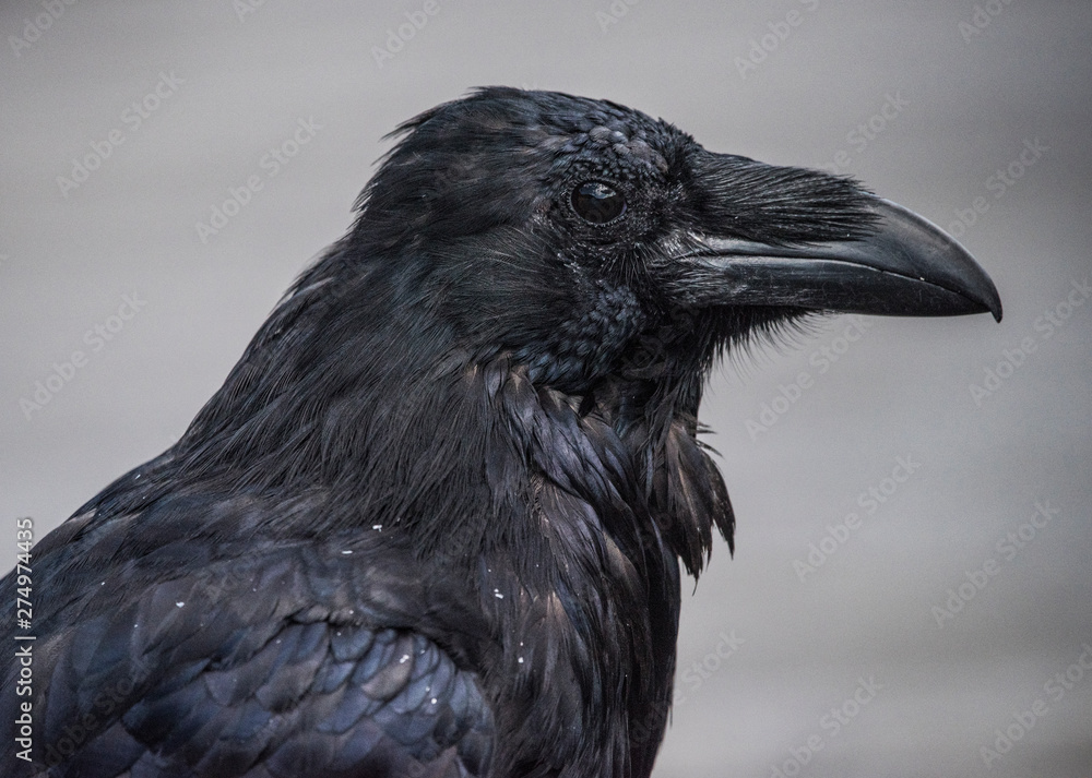 Raven on grey background, black eye, black bird Stock Photo | Adobe Stock
