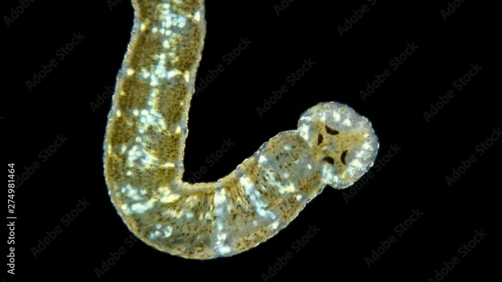 Leech. Fish leech Piscicola under the microscope. A parasite that ...