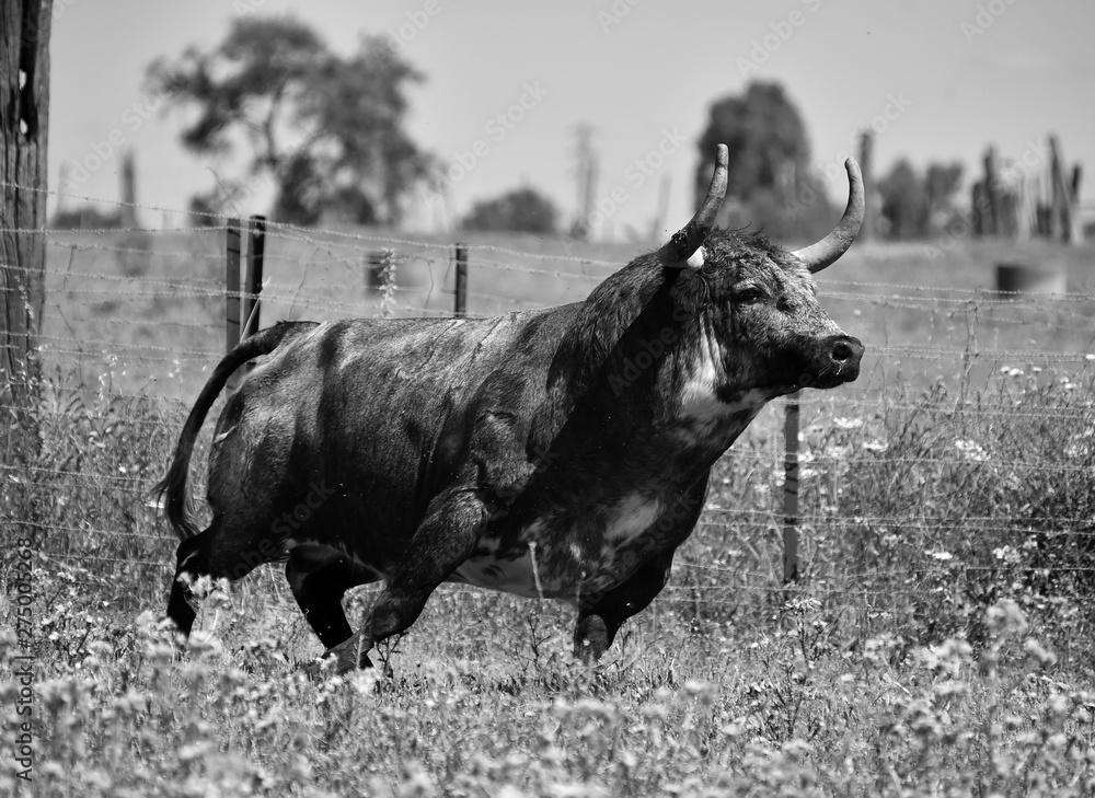 toro español en una ganaderia Stock Photo | Adobe Stock