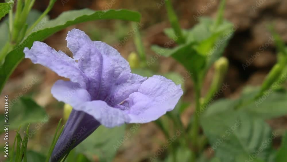HD Video Footage of Beautiful purple ruellia tuberosa flower in green ...
