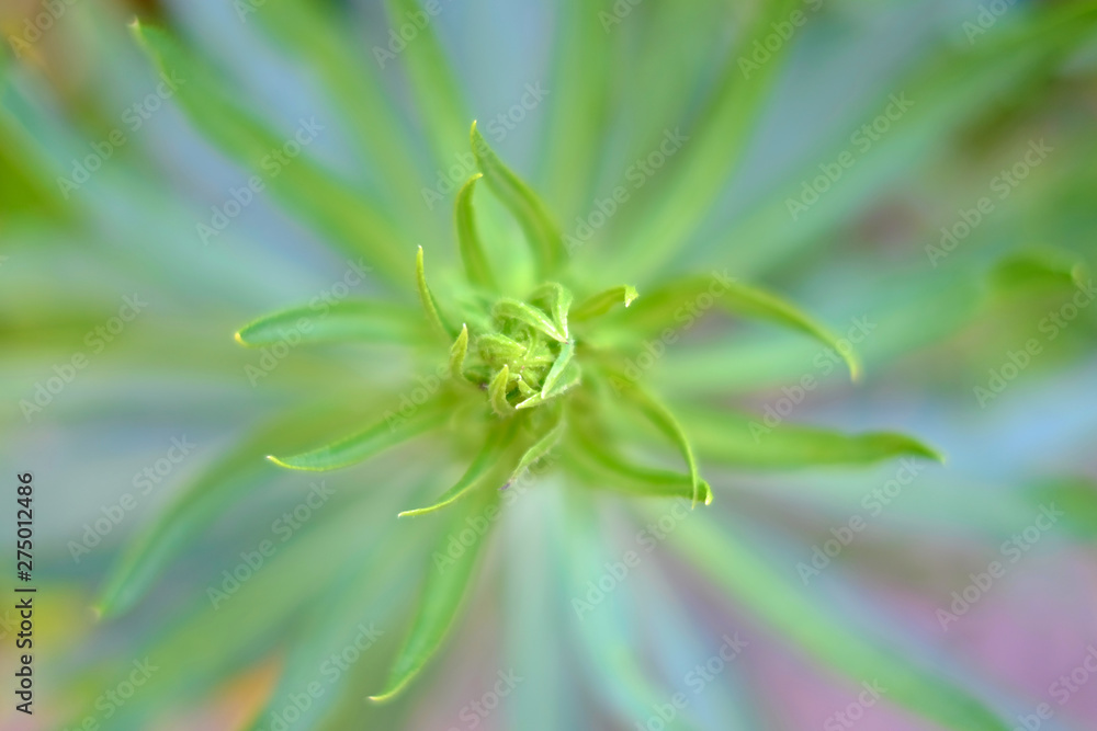 Radial Symmetry In Nature