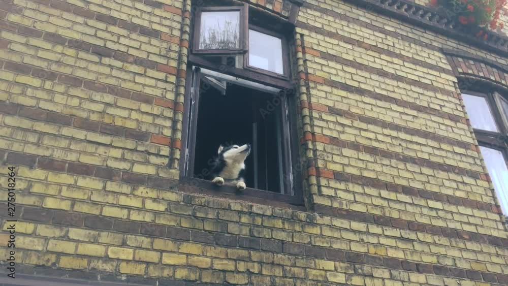 adult husky dog looks out of the window of a yellow brick house. dog ...