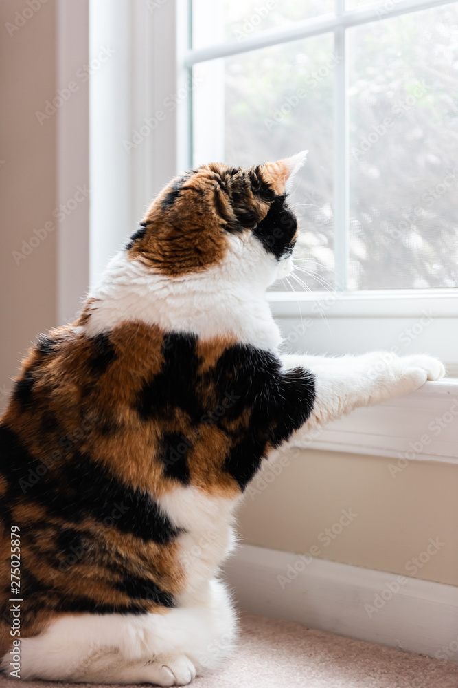 Cat At Window Waiting